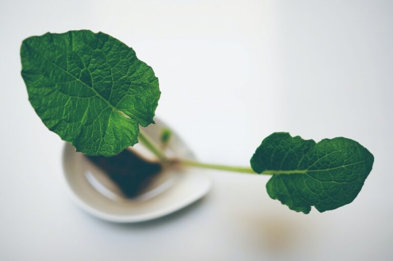 Five Rejuvenating Uses of the Ashoka Herb - Mekosha